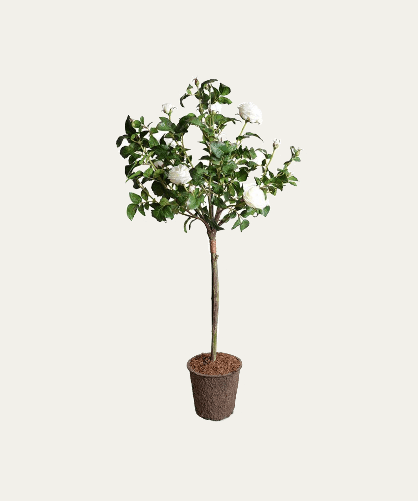 Rose Topiary – Stephenson House